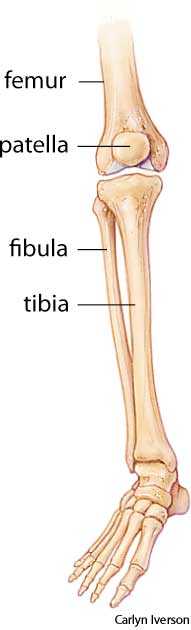 Leg Dictionary Definition Leg Defined