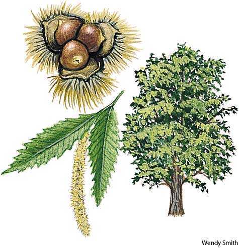 Chestnut dictionary definition | chestnut defined