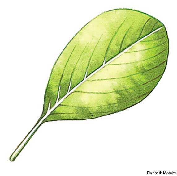 Obovate Dictionary Definition Obovate Defined