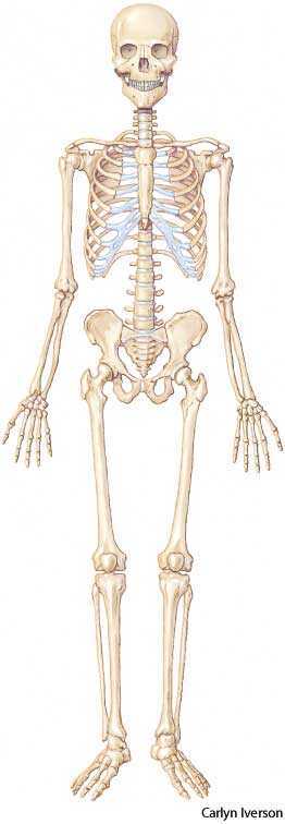 Skeleton Dictionary Definition Skeleton Defined