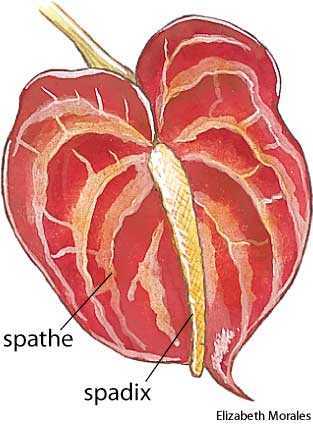 Spathe dictionary definition | spathe defined